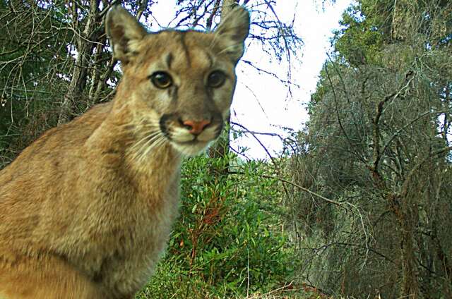 No kidding! Photo shows California mountain lion standing atop utility pole