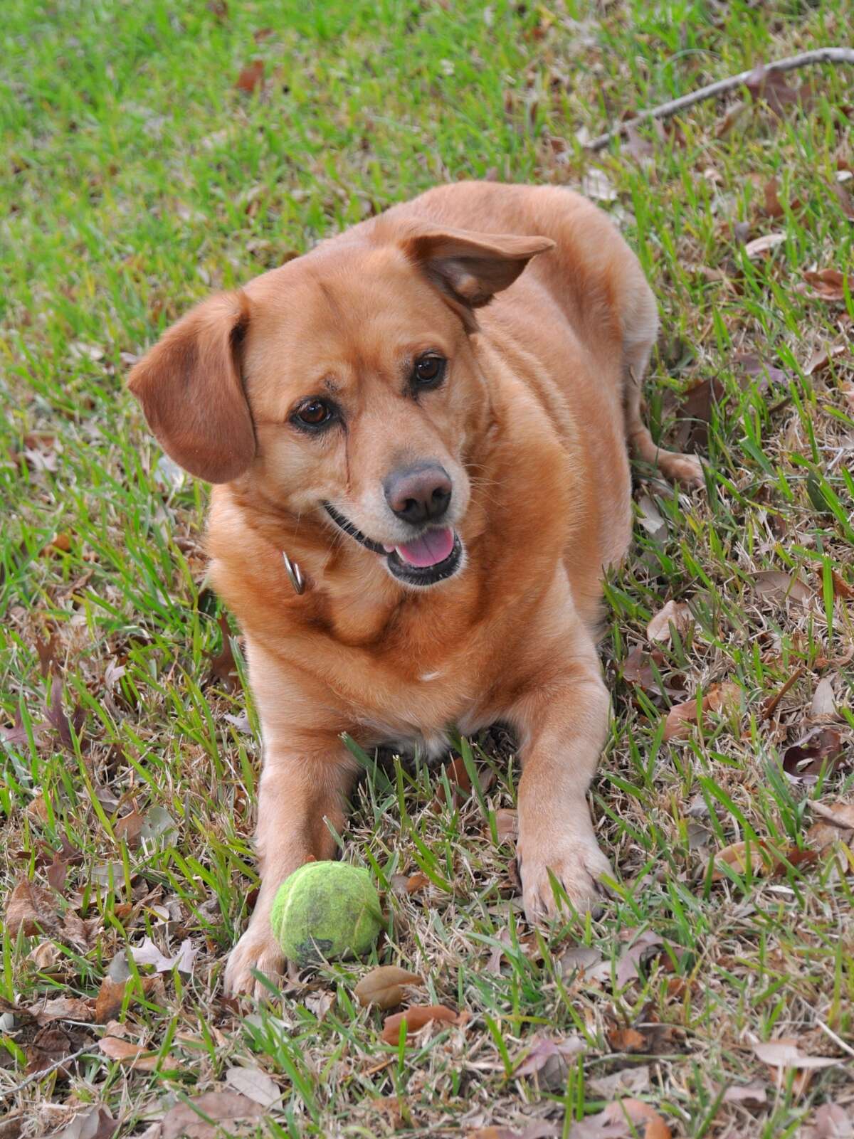 Buddy the Dog finally reunited with owner
