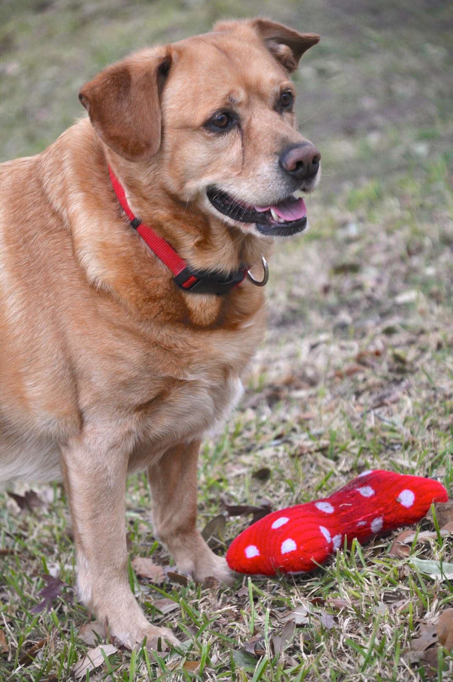 Buddy the Dog finally reunited with owner