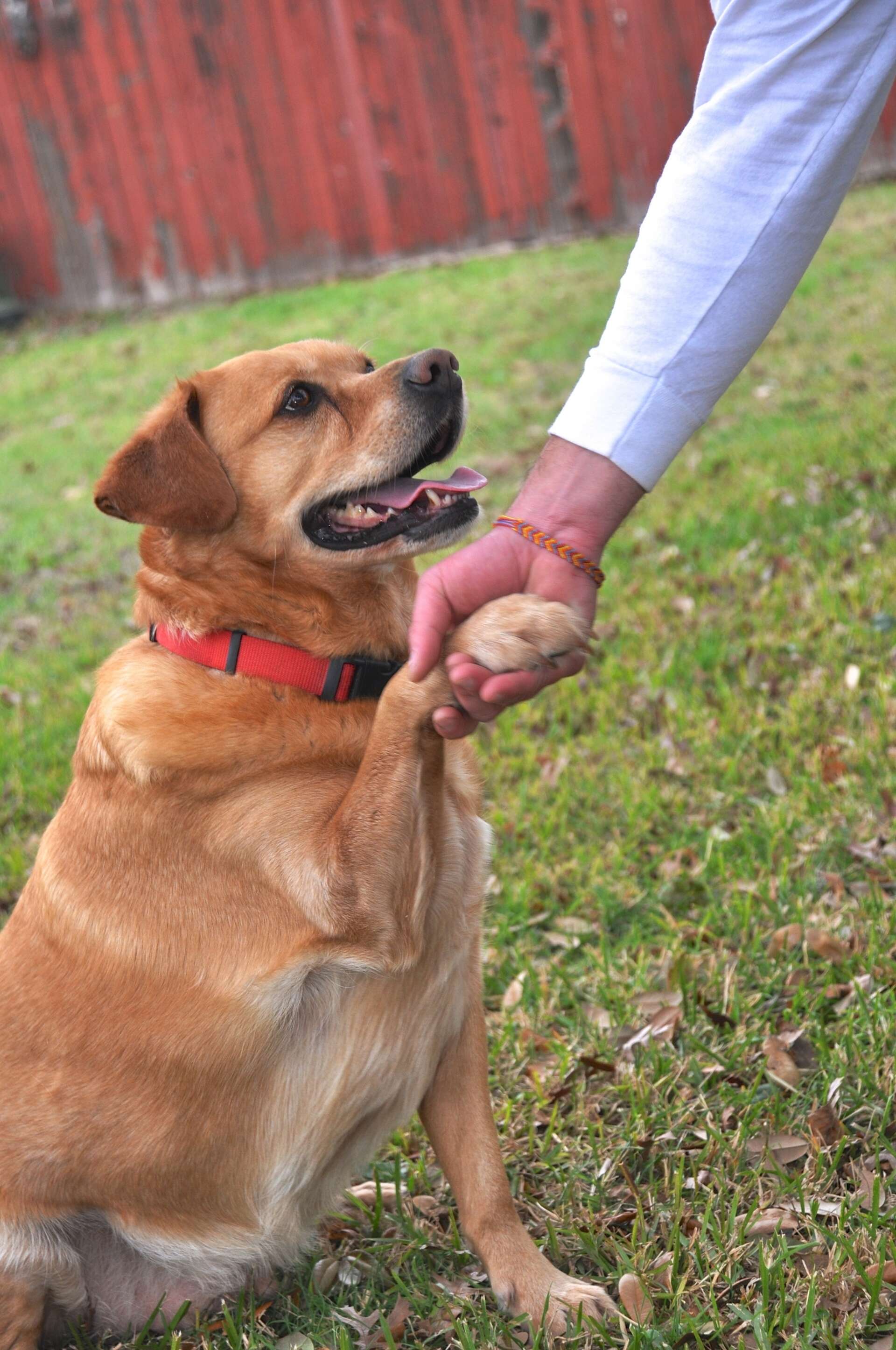 Buddy the Dog finally reunited with owner