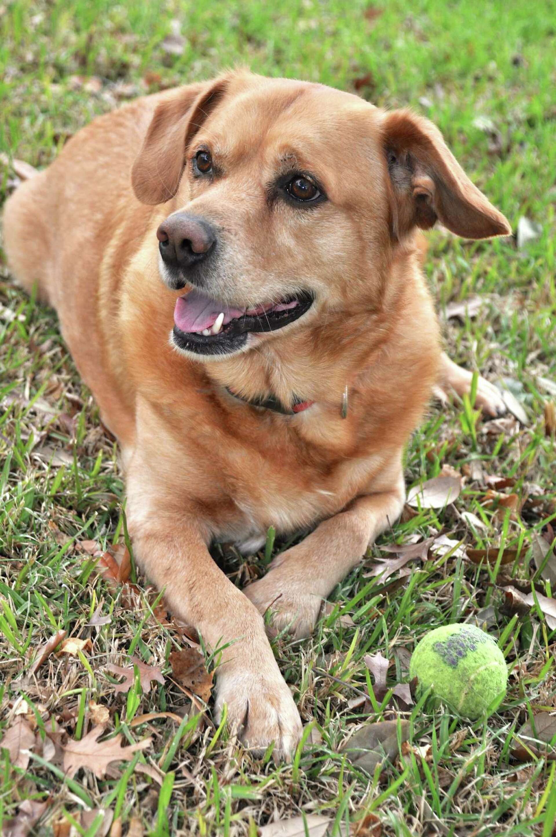 Buddy the Dog finally reunited with owner