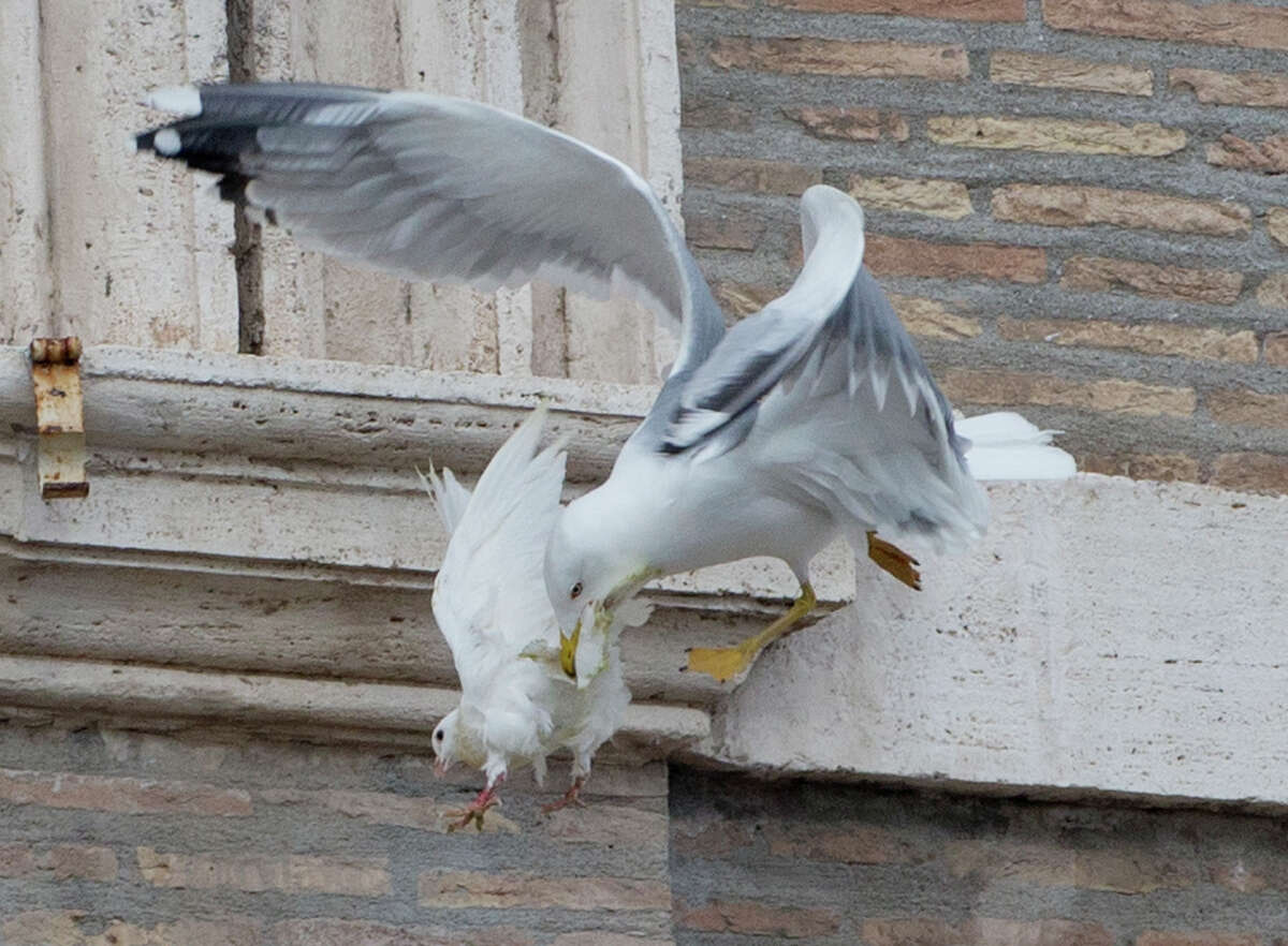 World news photos: Pope releases doves to death; protesting crap and more