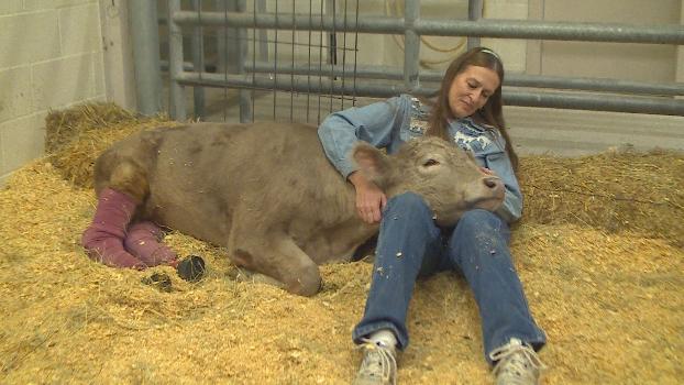 Hero the calf headed home with new prosthetic hooves