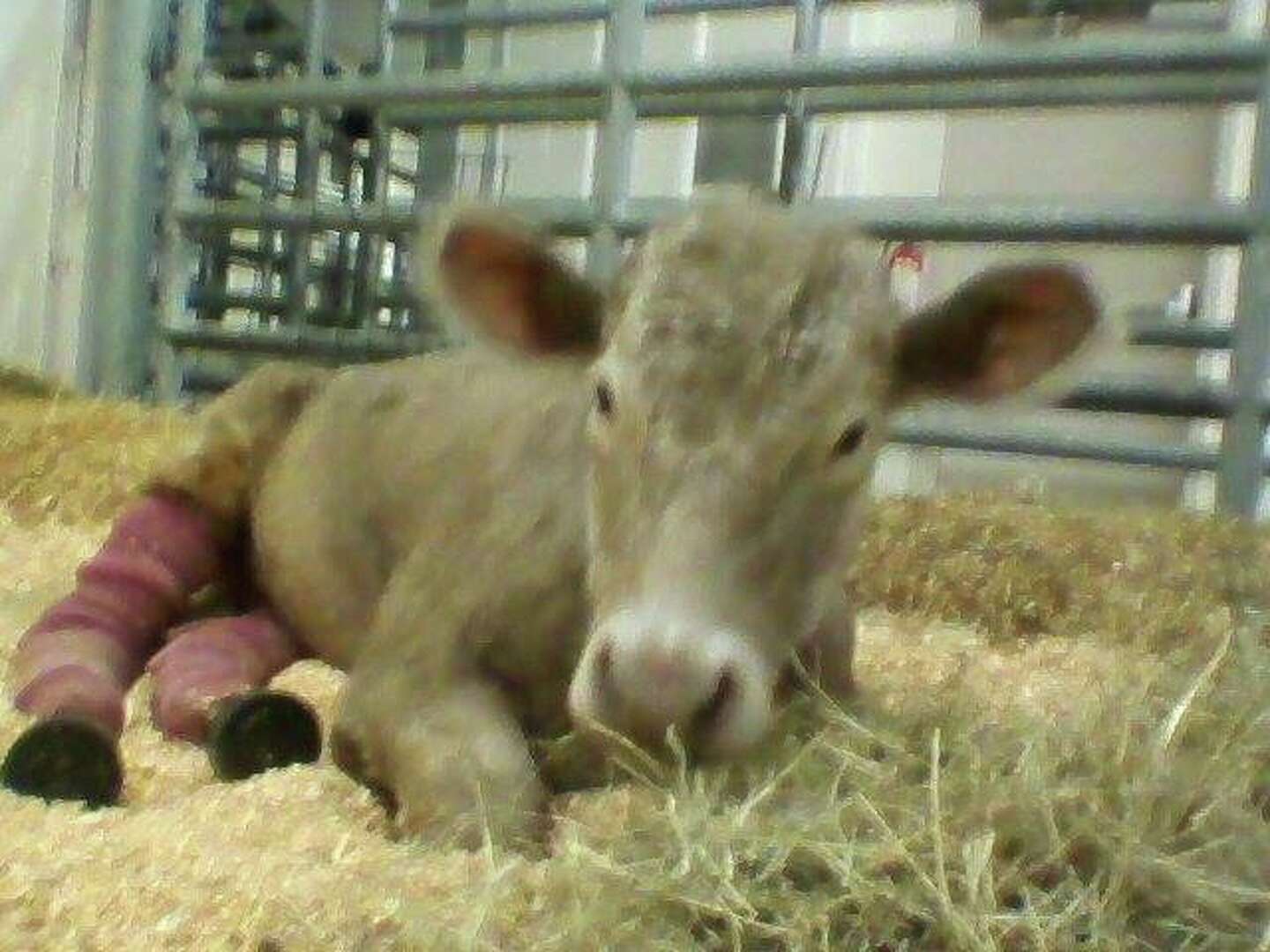 Hero the calf headed home with new prosthetic hooves