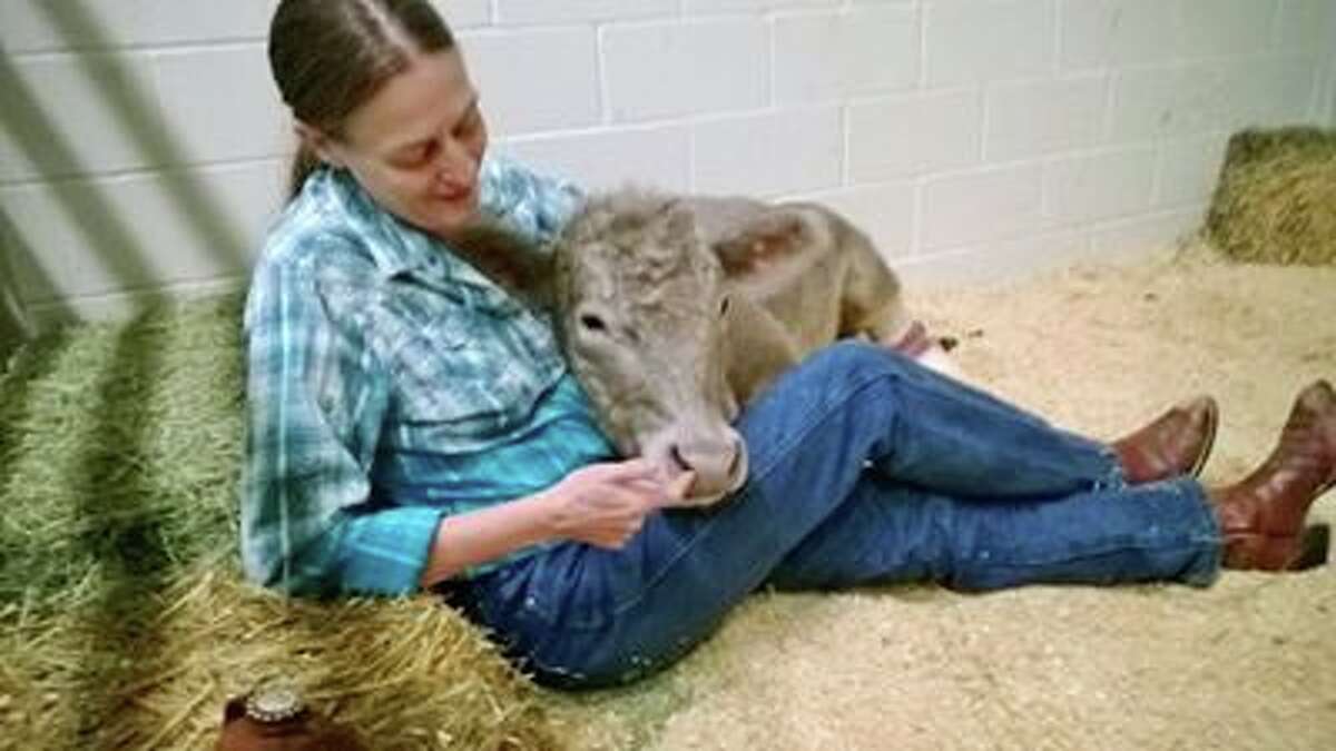 Hero the calf headed home with new prosthetic hooves