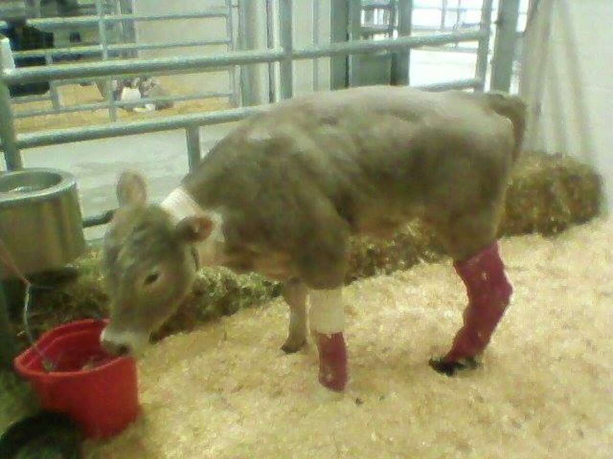 Hero the calf headed home with new prosthetic hooves