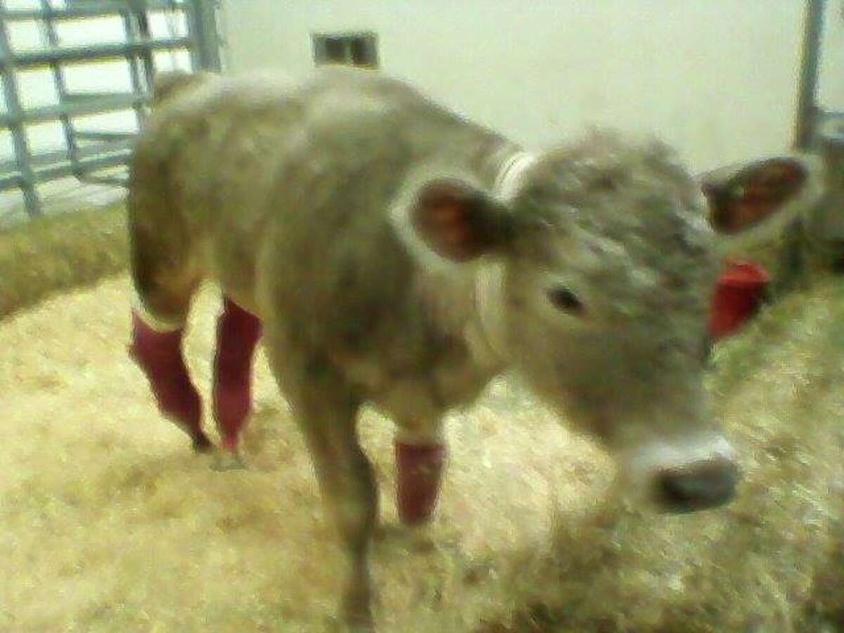 Hero the calf headed home with new prosthetic hooves