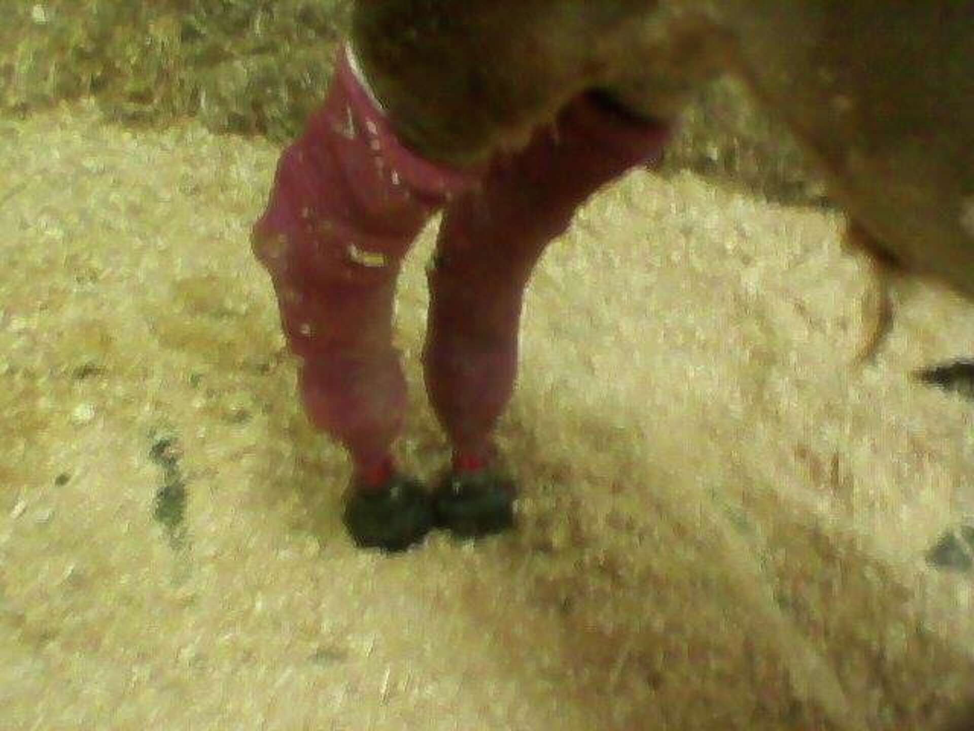 Hero the calf headed home with new prosthetic hooves