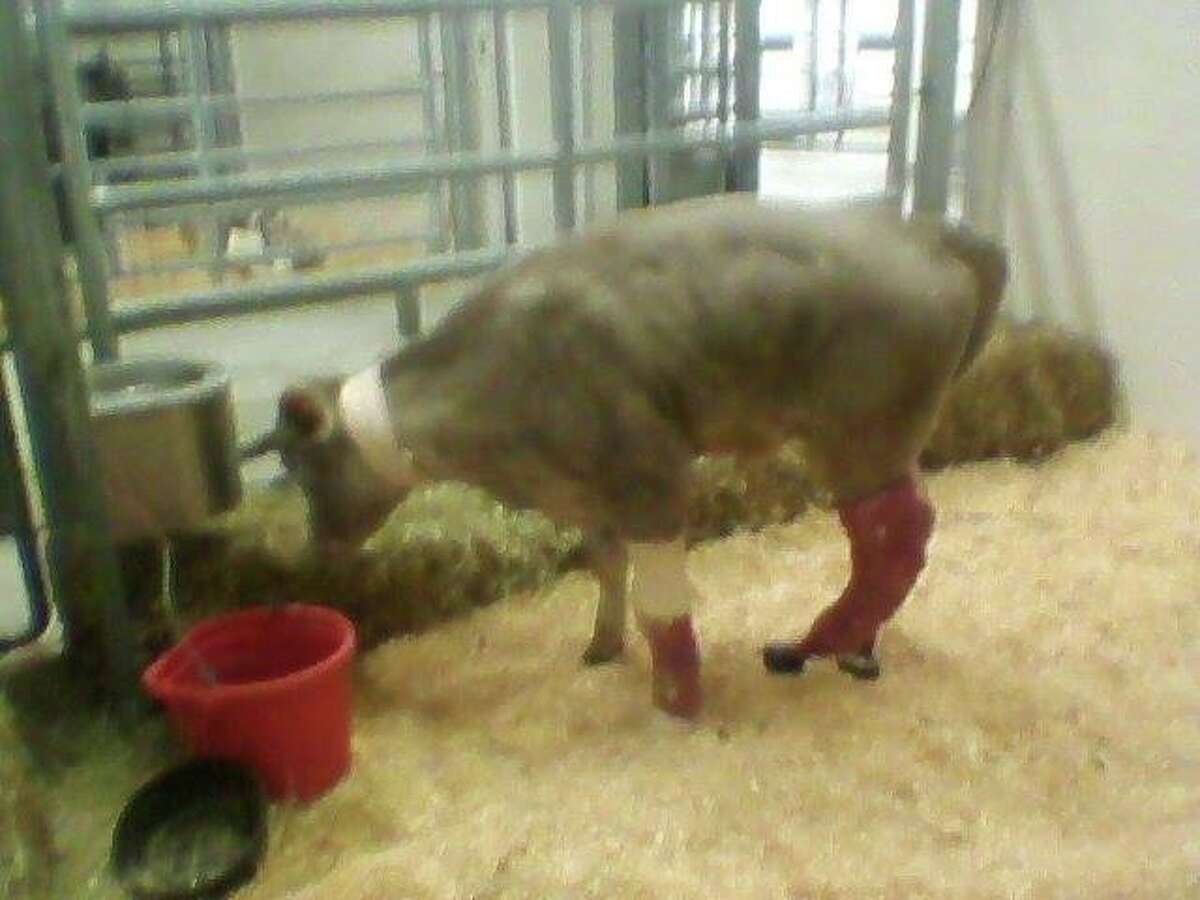 Hero the calf headed home with new prosthetic hooves