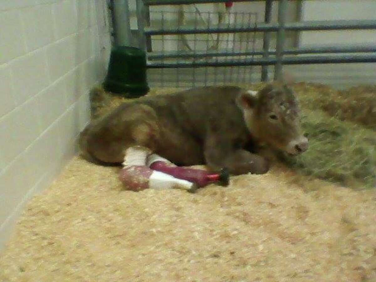 Hero the calf headed home with new prosthetic hooves