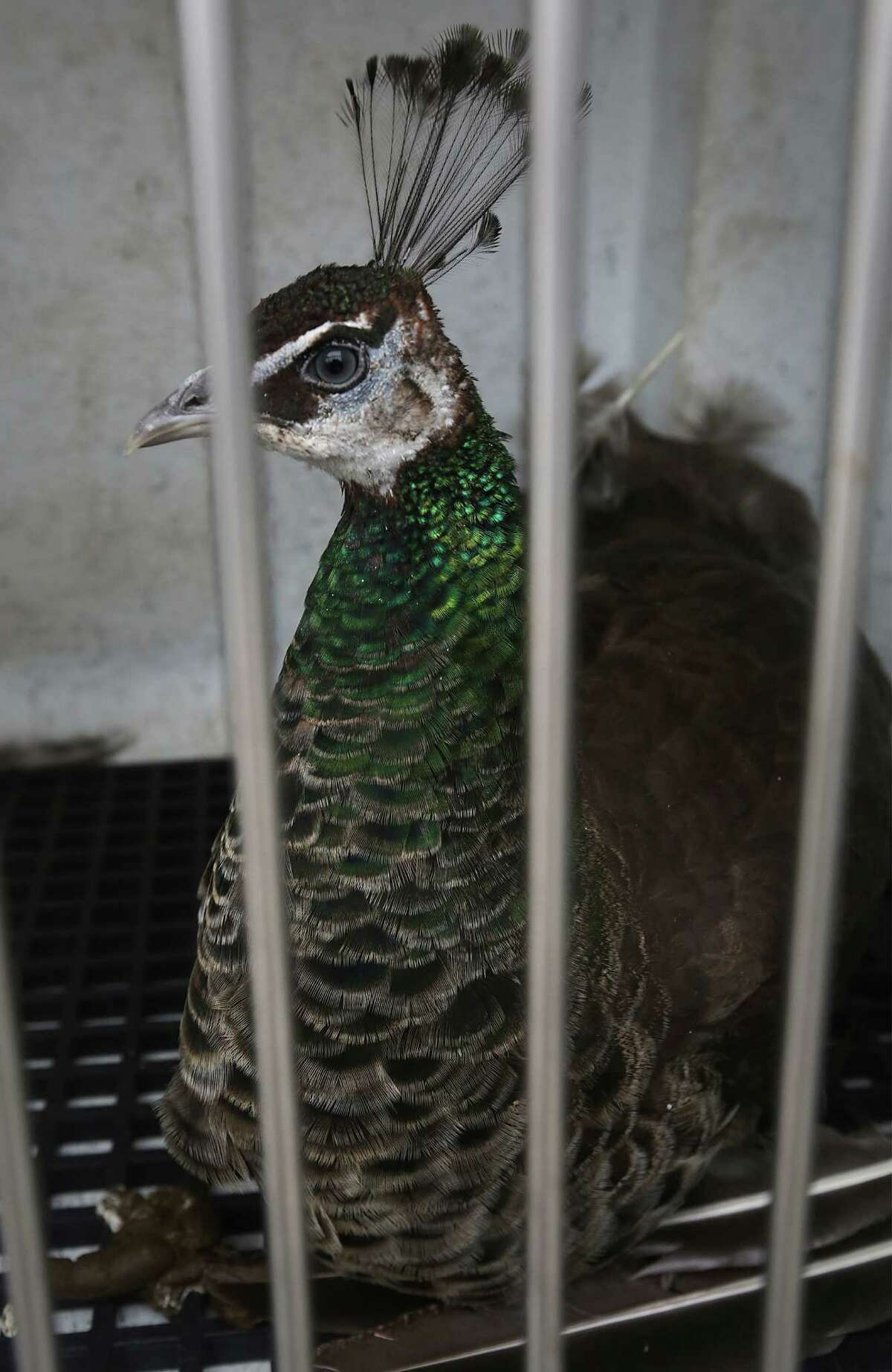 ACS takes in 50 emaciated chickens