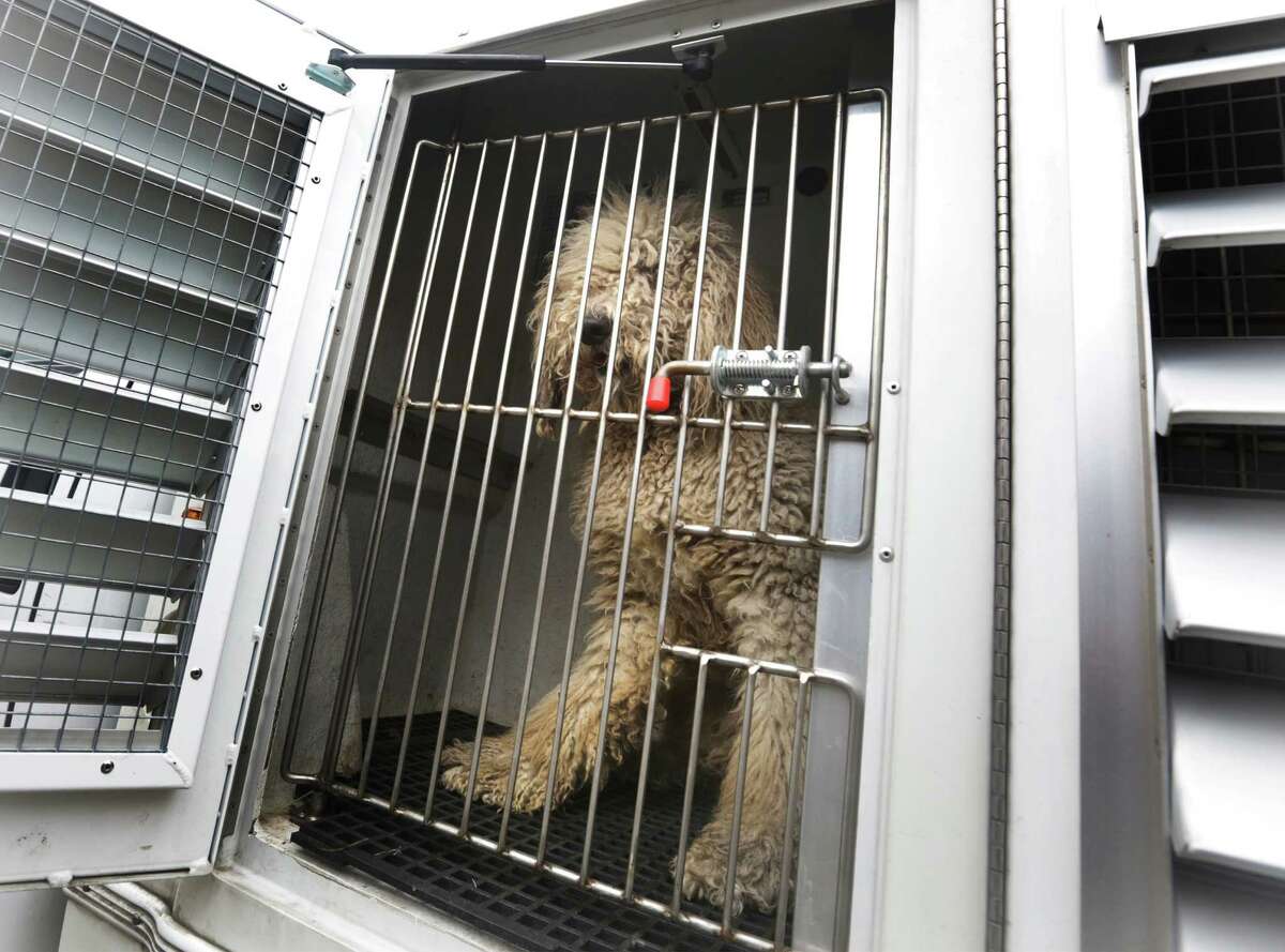 ACS takes in 50 emaciated chickens