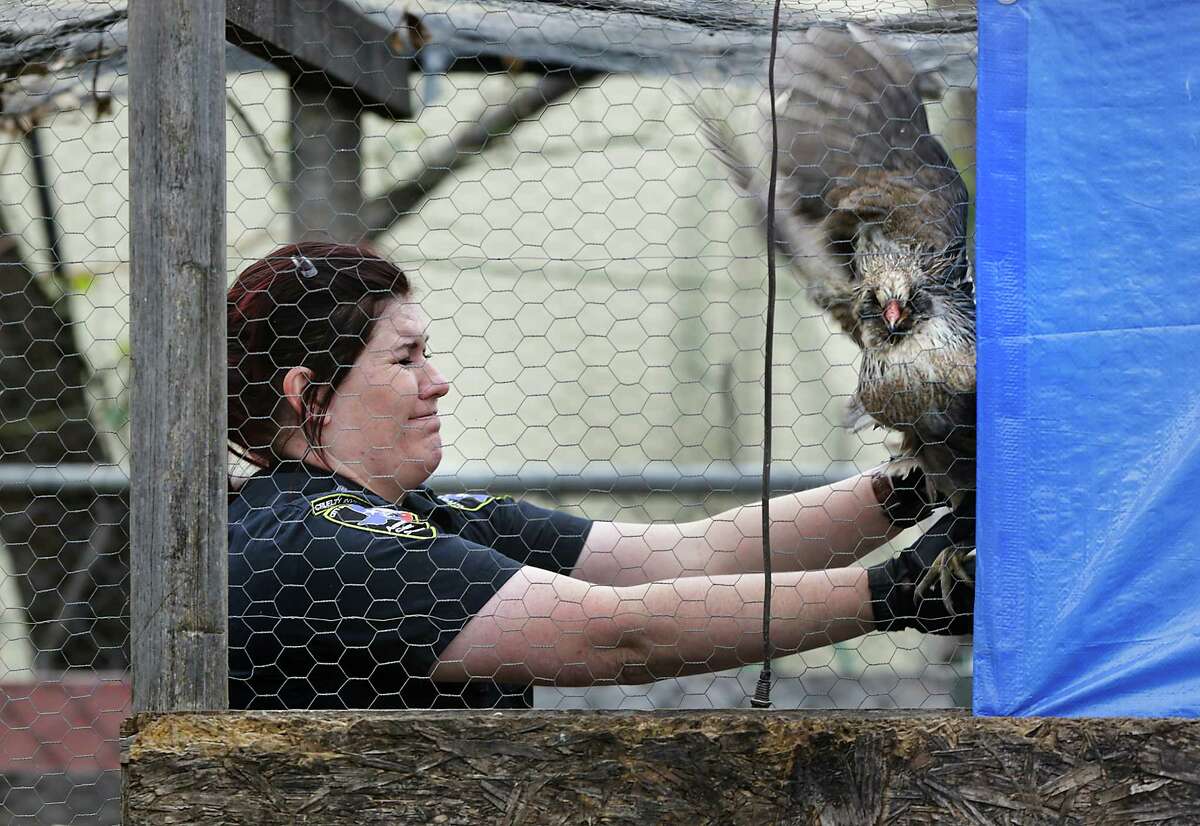 ACS takes in 50 emaciated chickens