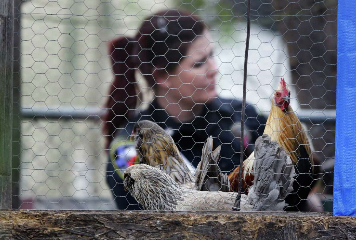 ACS takes in 50 emaciated chickens