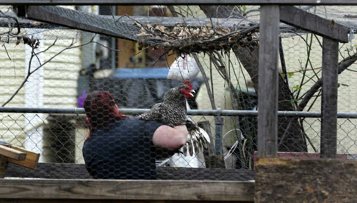 ACS takes in 50 emaciated chickens