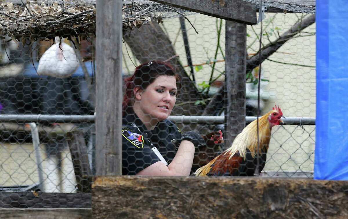 ACS takes in 50 emaciated chickens