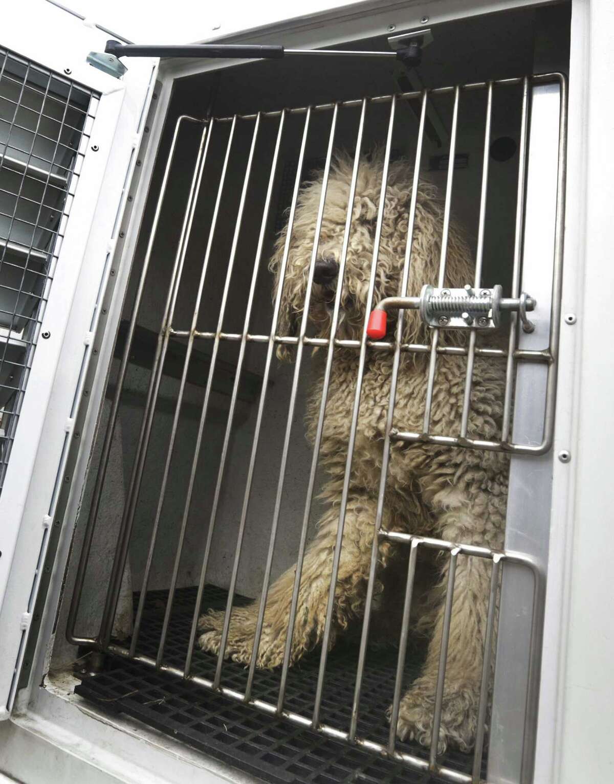 ACS takes in 50 emaciated chickens