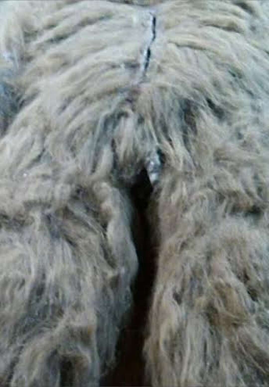 Bigfoot tracker to show off his catch in San Antonio, Houston