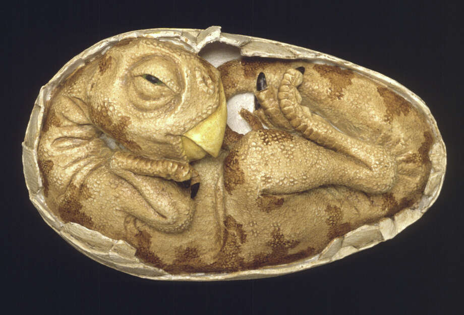See Fossilized Dinosaur Eggs Babies NewsTimes