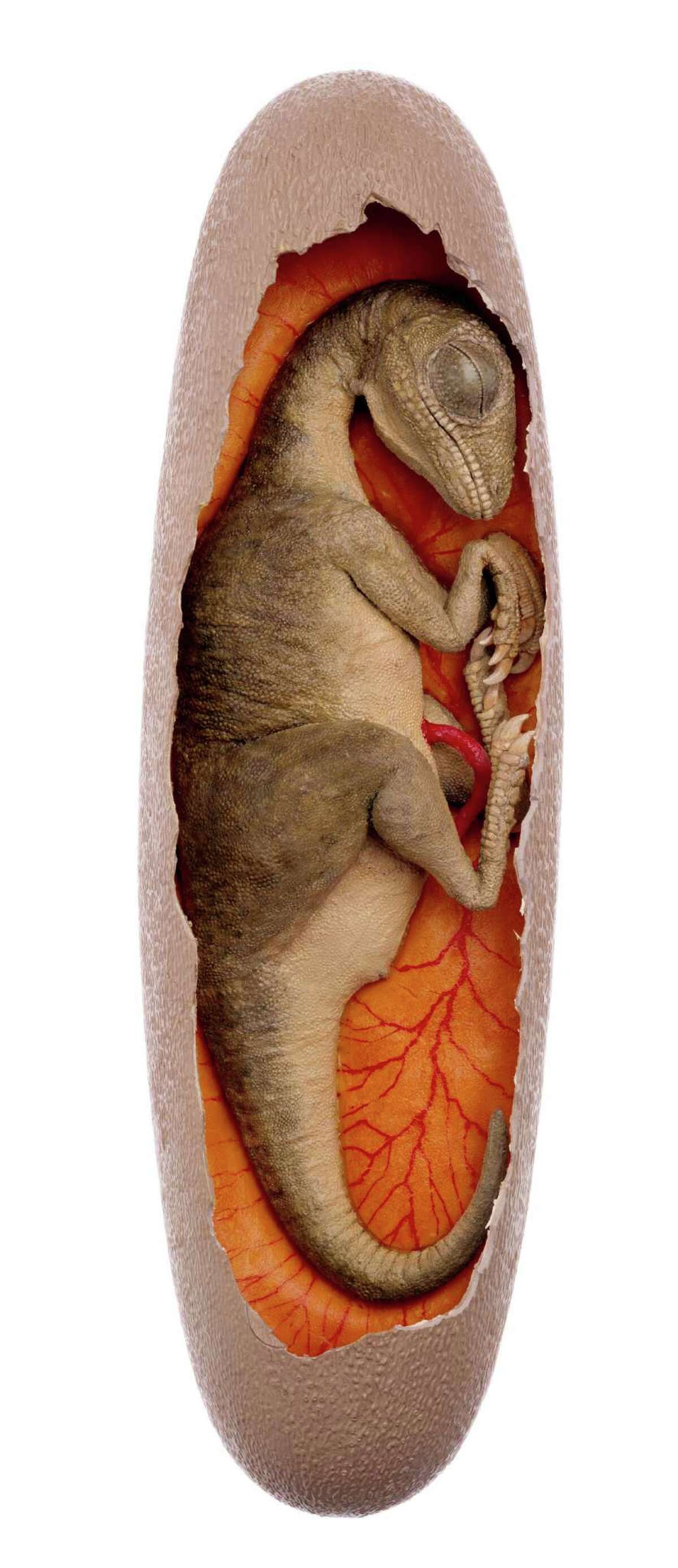 See fossilized dinosaur eggs, babies