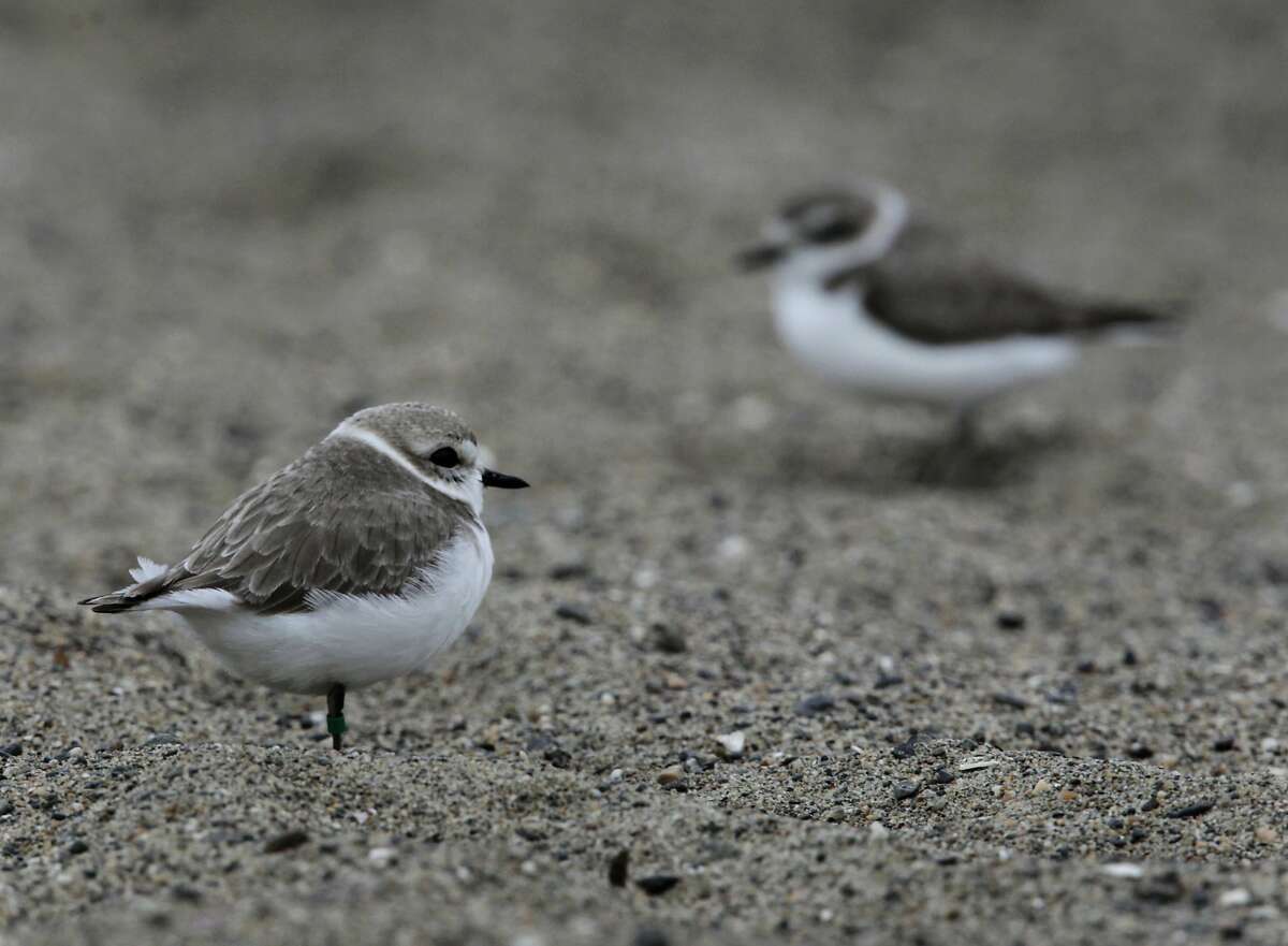 Snowy plovers a welcome surprise at Alameda beach