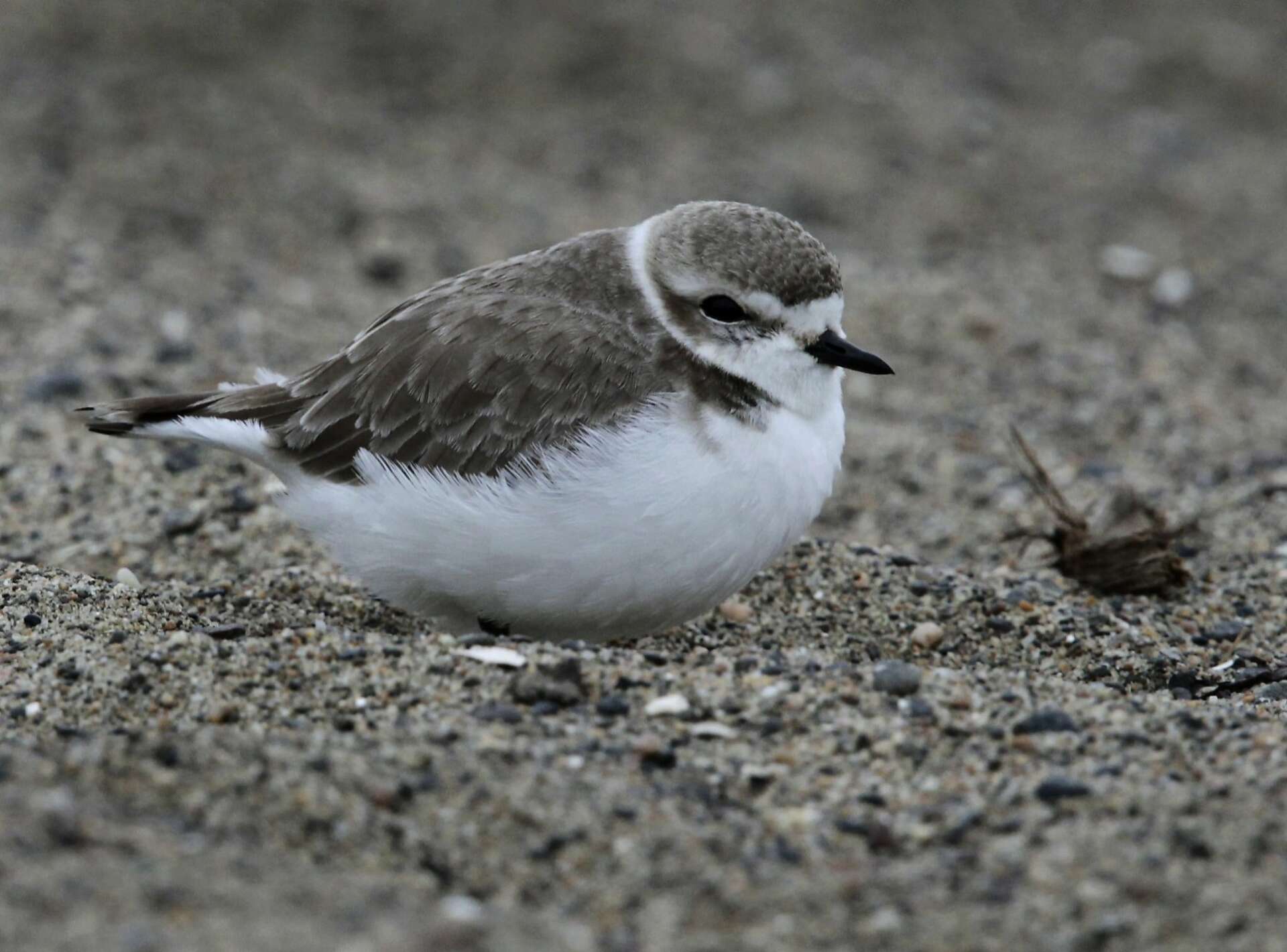 Snowy plovers a welcome surprise at Alameda beach