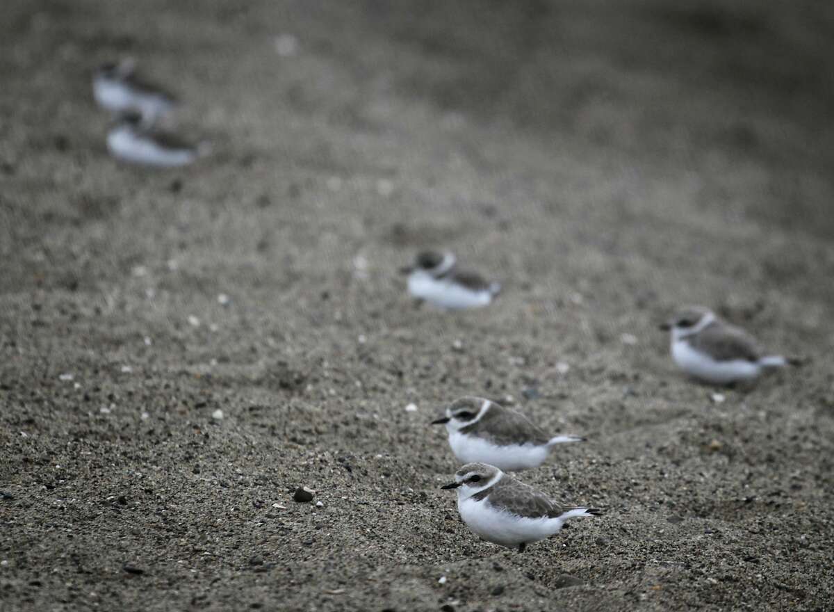 Snowy plovers a welcome surprise at Alameda beach