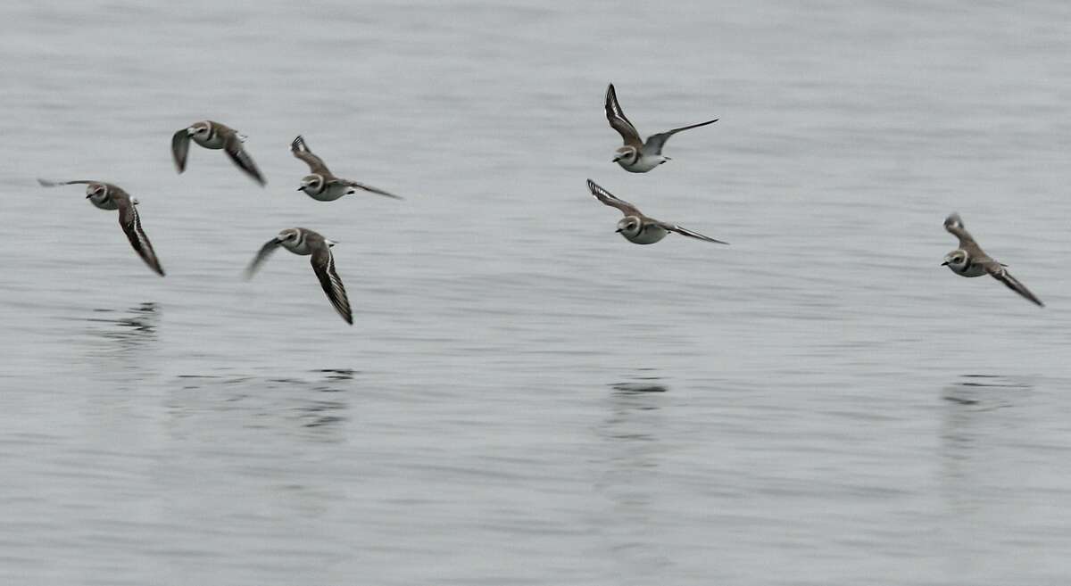 Snowy plovers a welcome surprise at Alameda beach