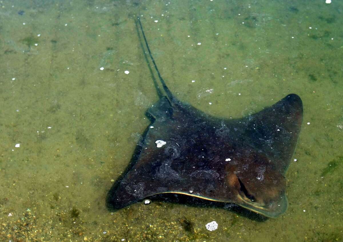 Bat rays can provide fishermen a surprise on winter days