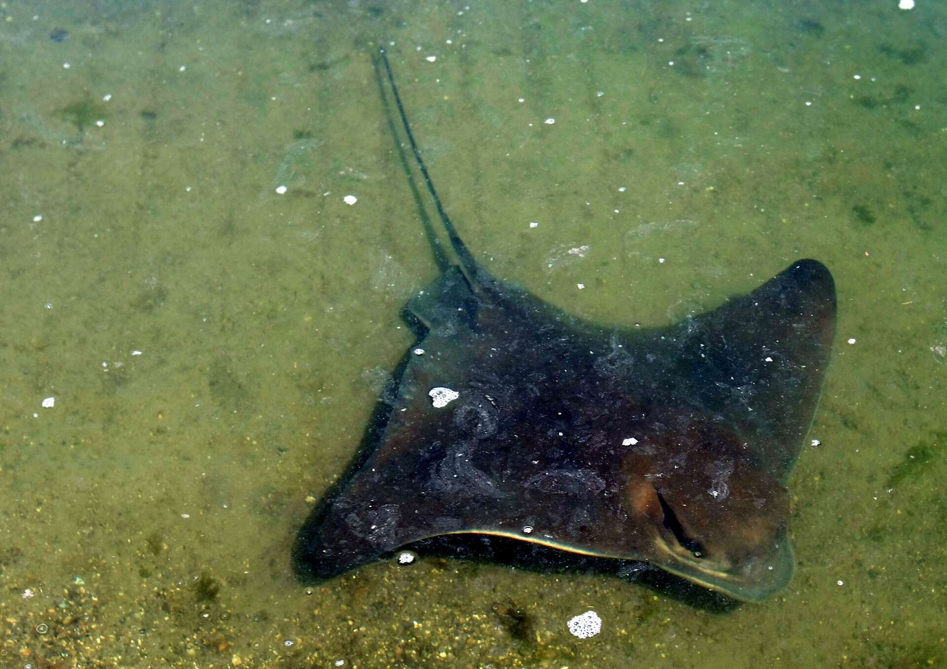 Bat rays can provide fishermen a surprise on winter days
