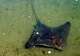 Bat rays can provide fishermen a surprise on winter days