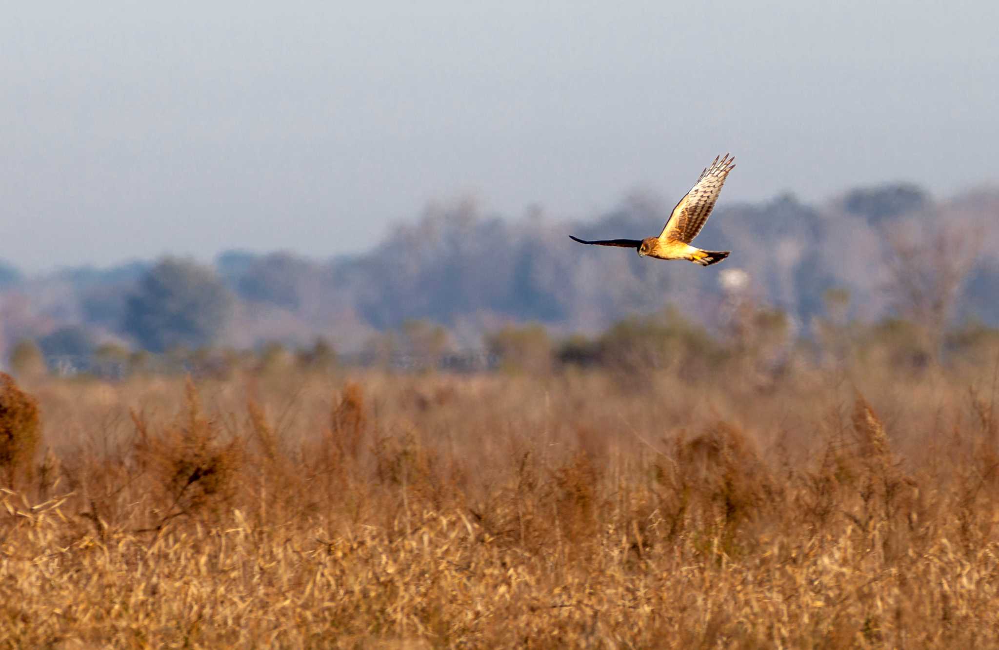 Five coming projects on the Katy Prairie