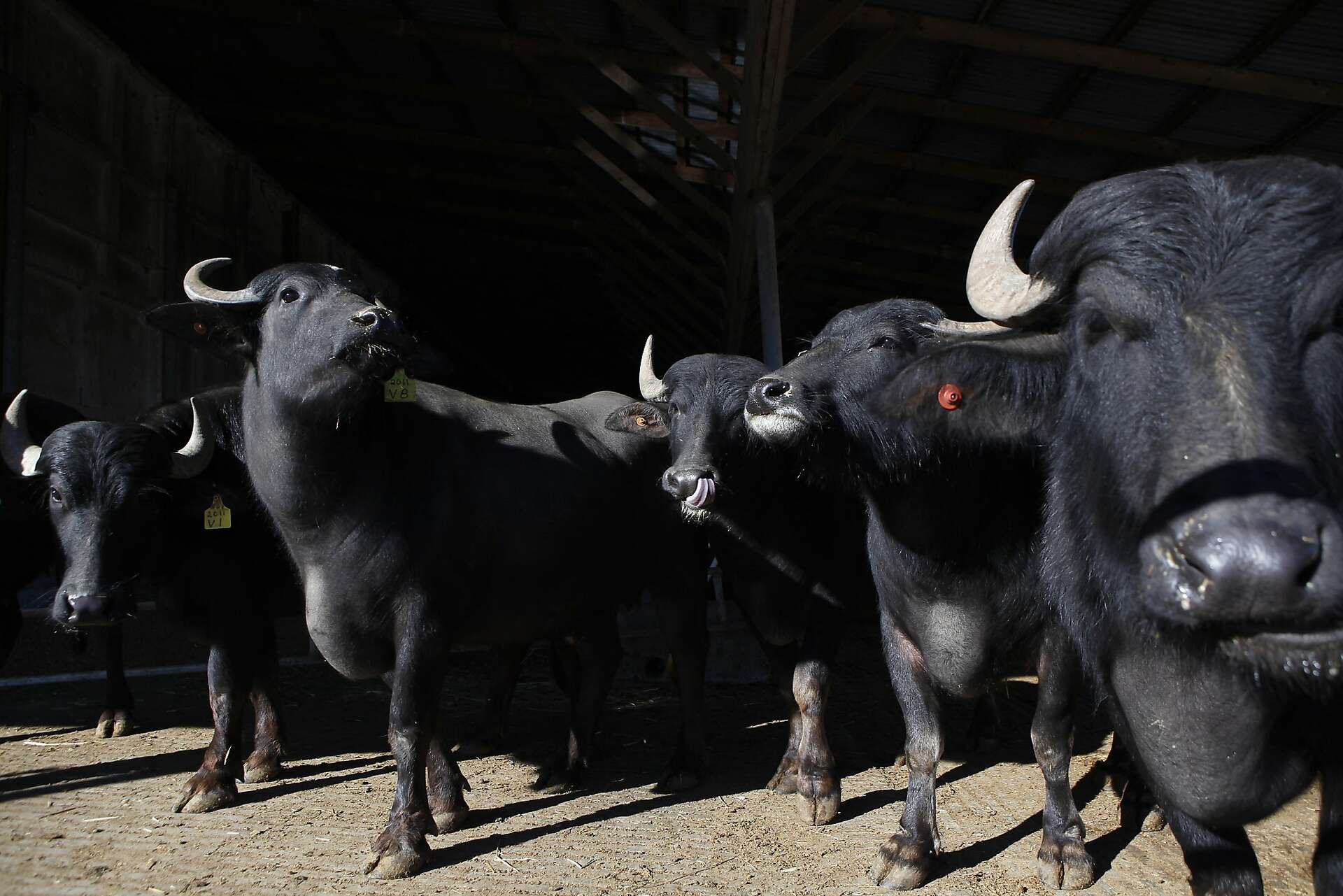 Double 8 Dairy - taking the lead in local buffalo mozzarella