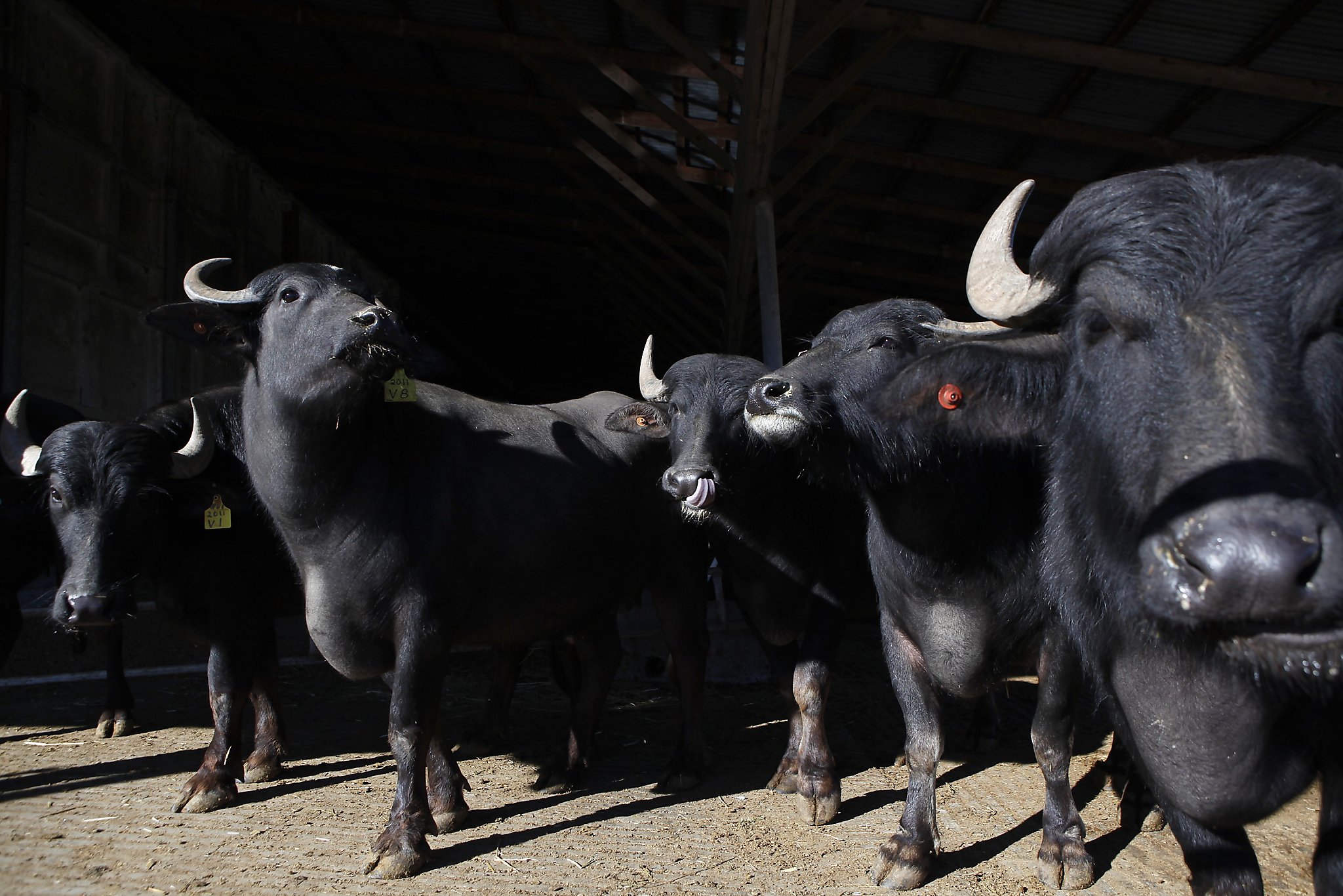 Double 8 Dairy - taking the lead in local buffalo mozzarella