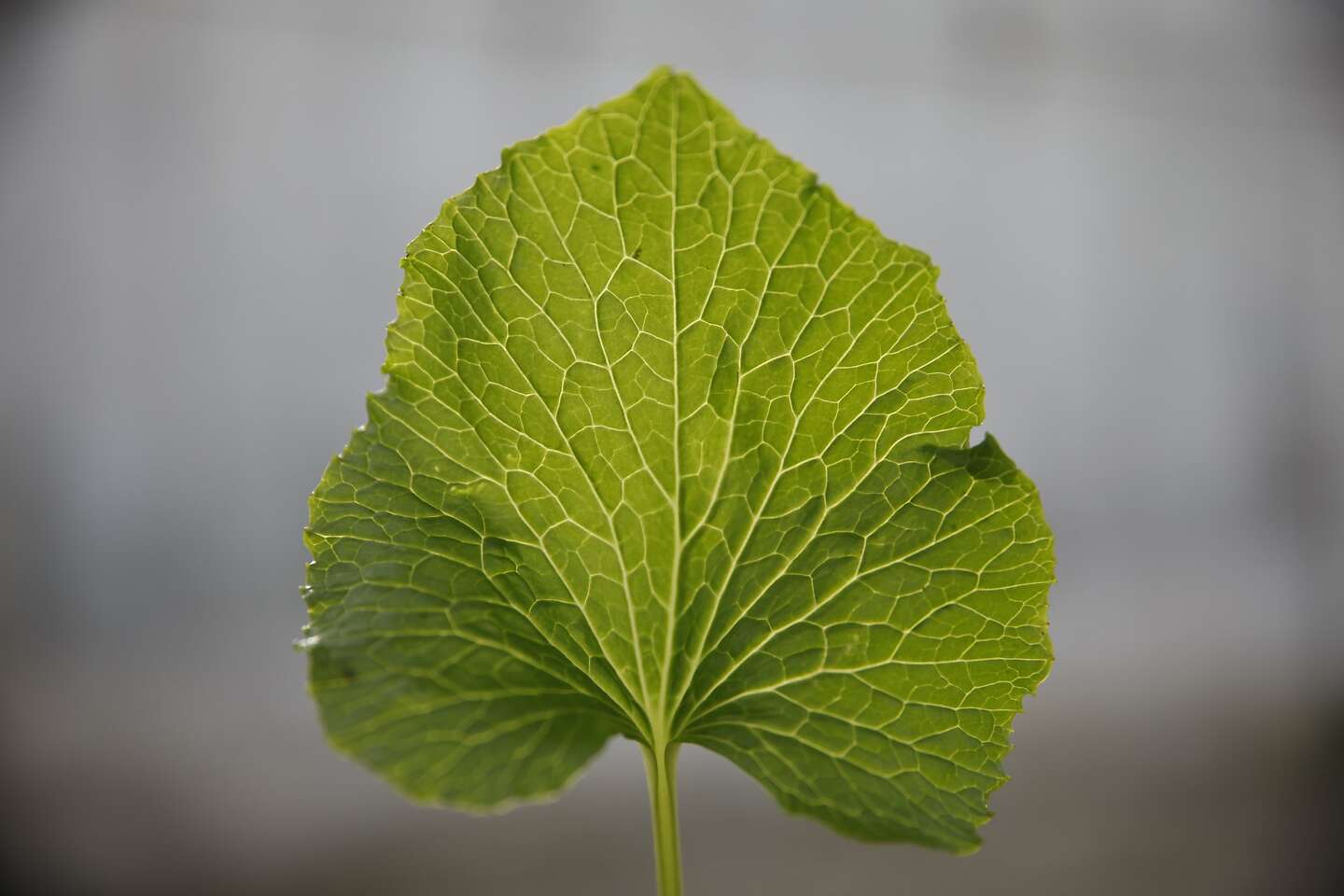 Aaron Jones' Helios Lounge keeps your seat warm