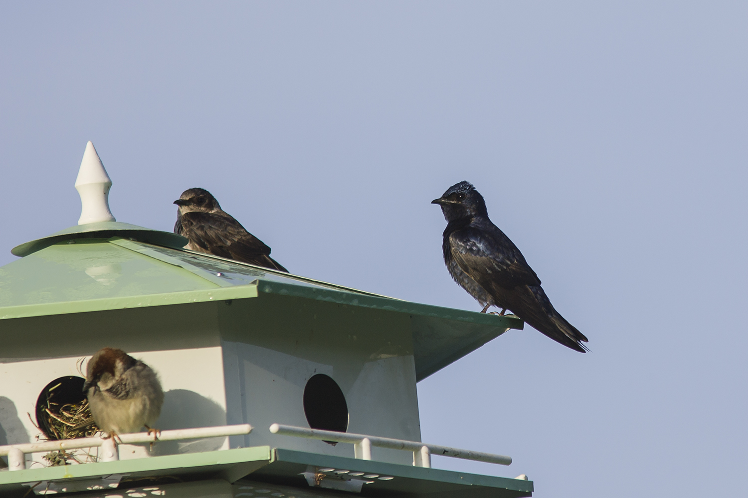 Get purple martin houses ready for birds' return