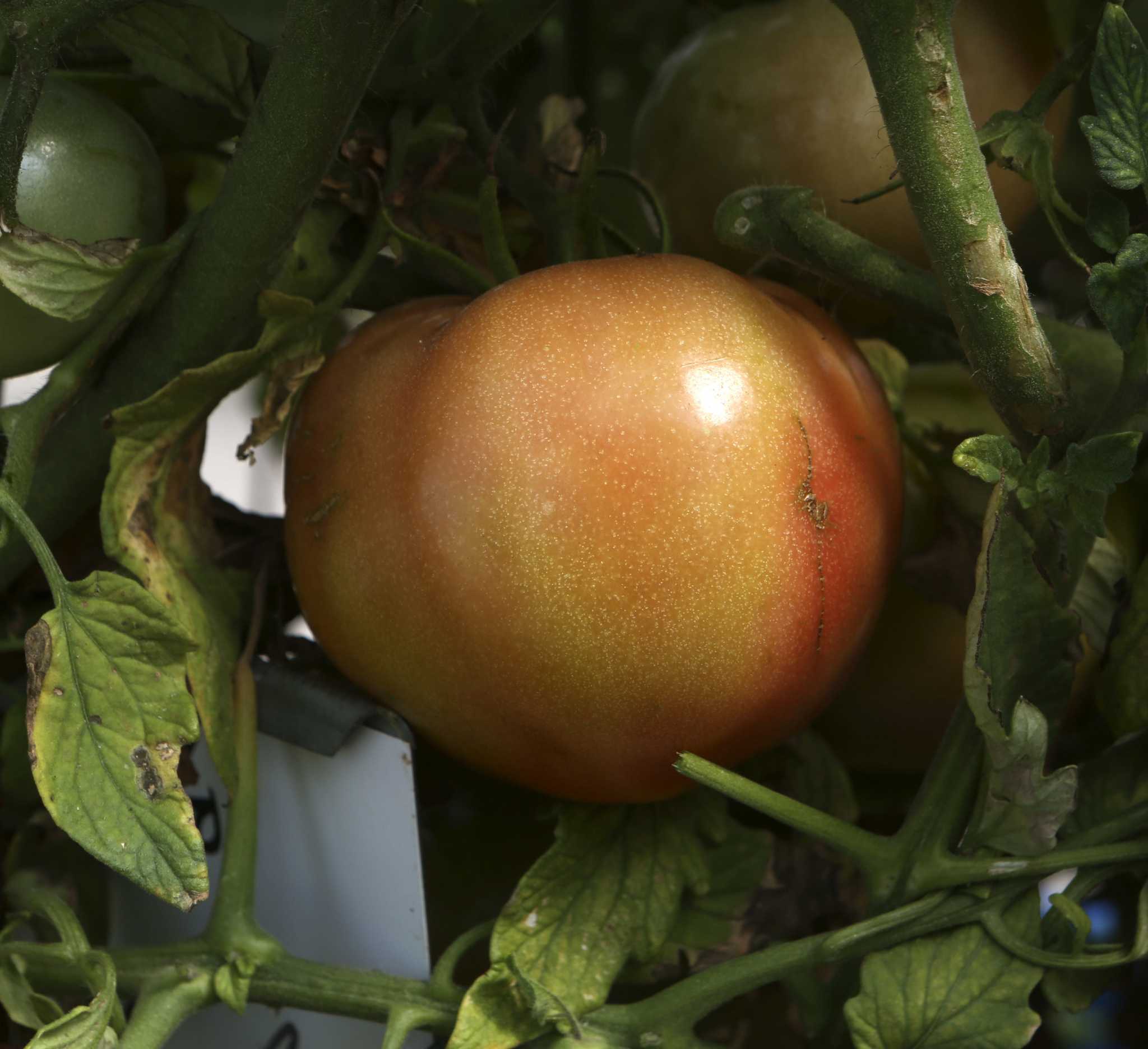 A new tomato is riding into town