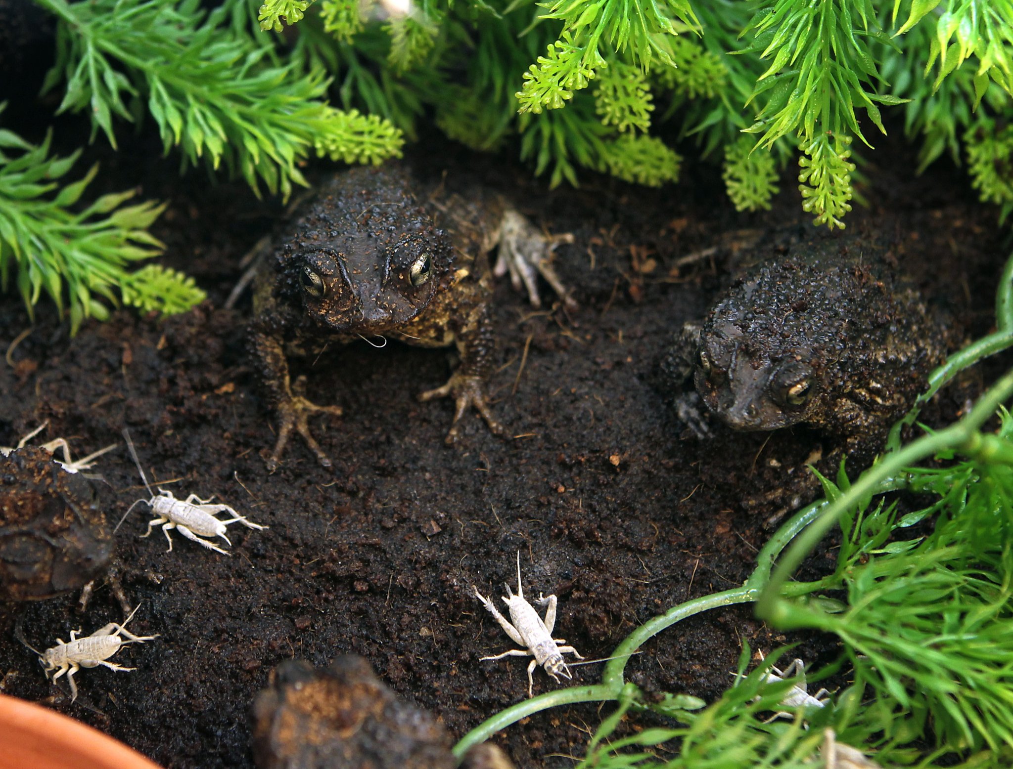Oakland Zoo's push to save Puerto Rican crested toad