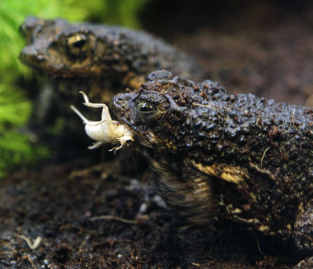 Oakland Zoo's push to save Puerto Rican crested toad