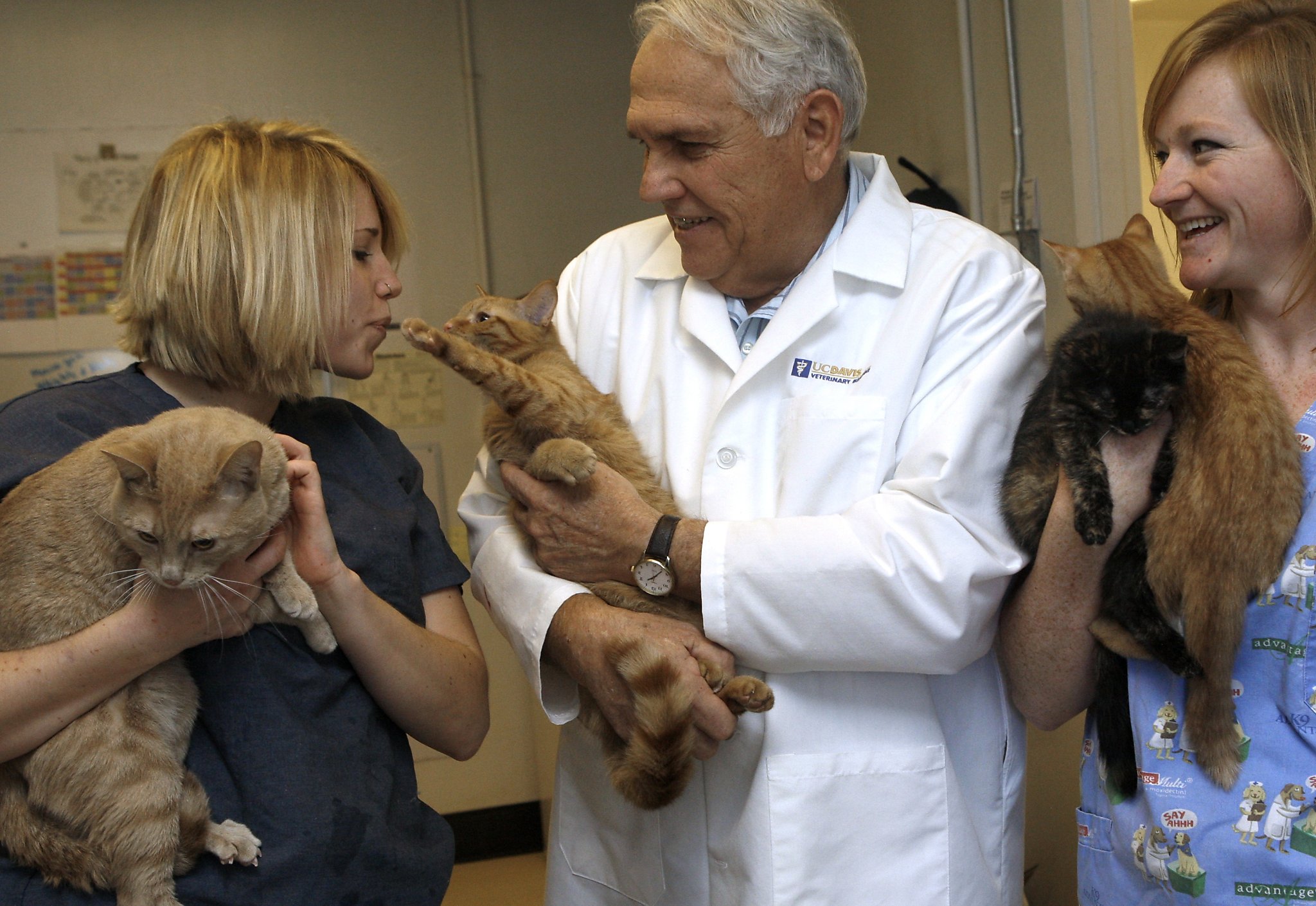 Scientists set out to map whole genome of cats - 99 of them