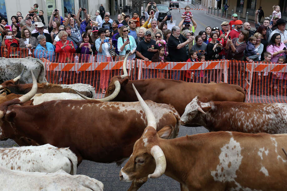 Downtown cattle drive kicks off rodeo - San Antonio Express-News