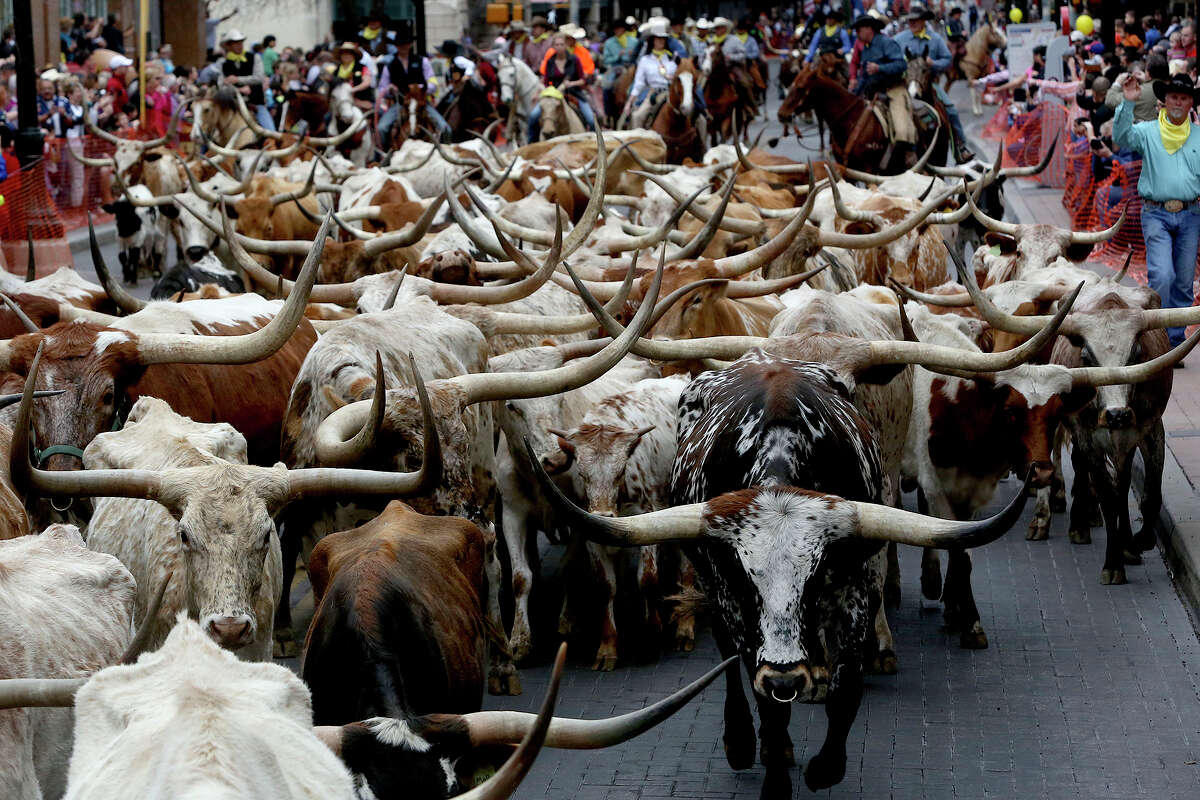 Downtown cattle drive kicks off rodeo
