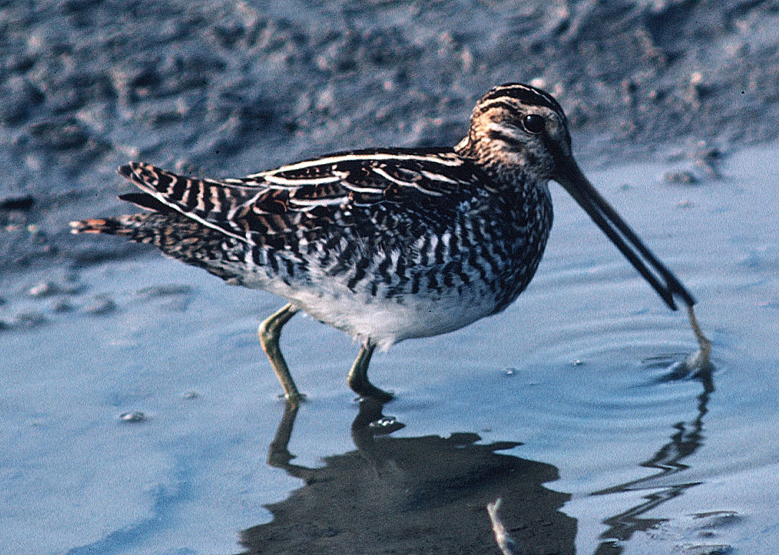 Jokes aside, snipe often a forgotten gem