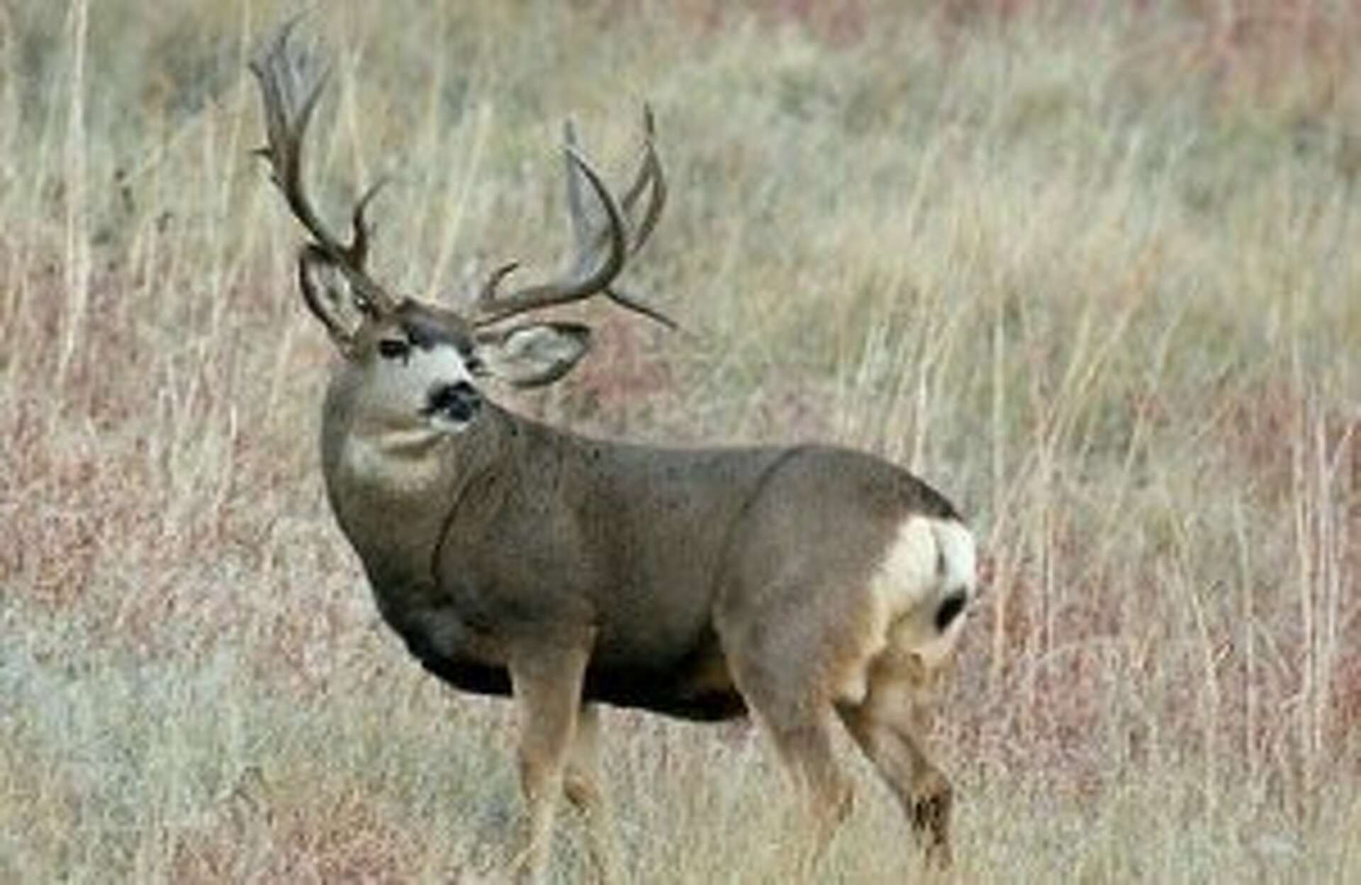 Texas hunting deadlines approaching