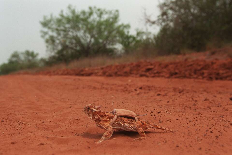 Guide to Texas' public hunting locations