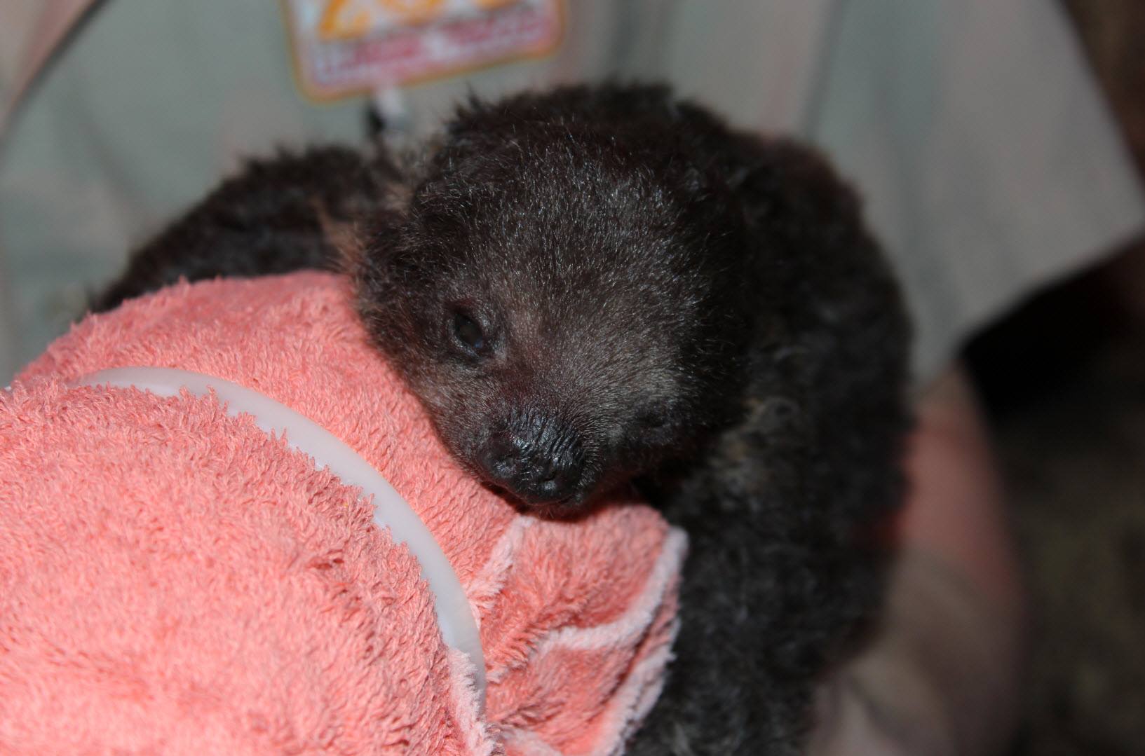 Baby two-toed sloth born at Texas zoo