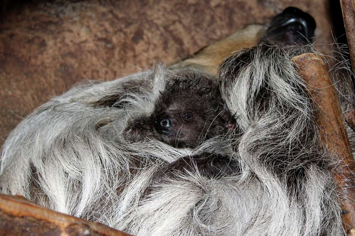 Baby two-toed sloth born at Texas zoo