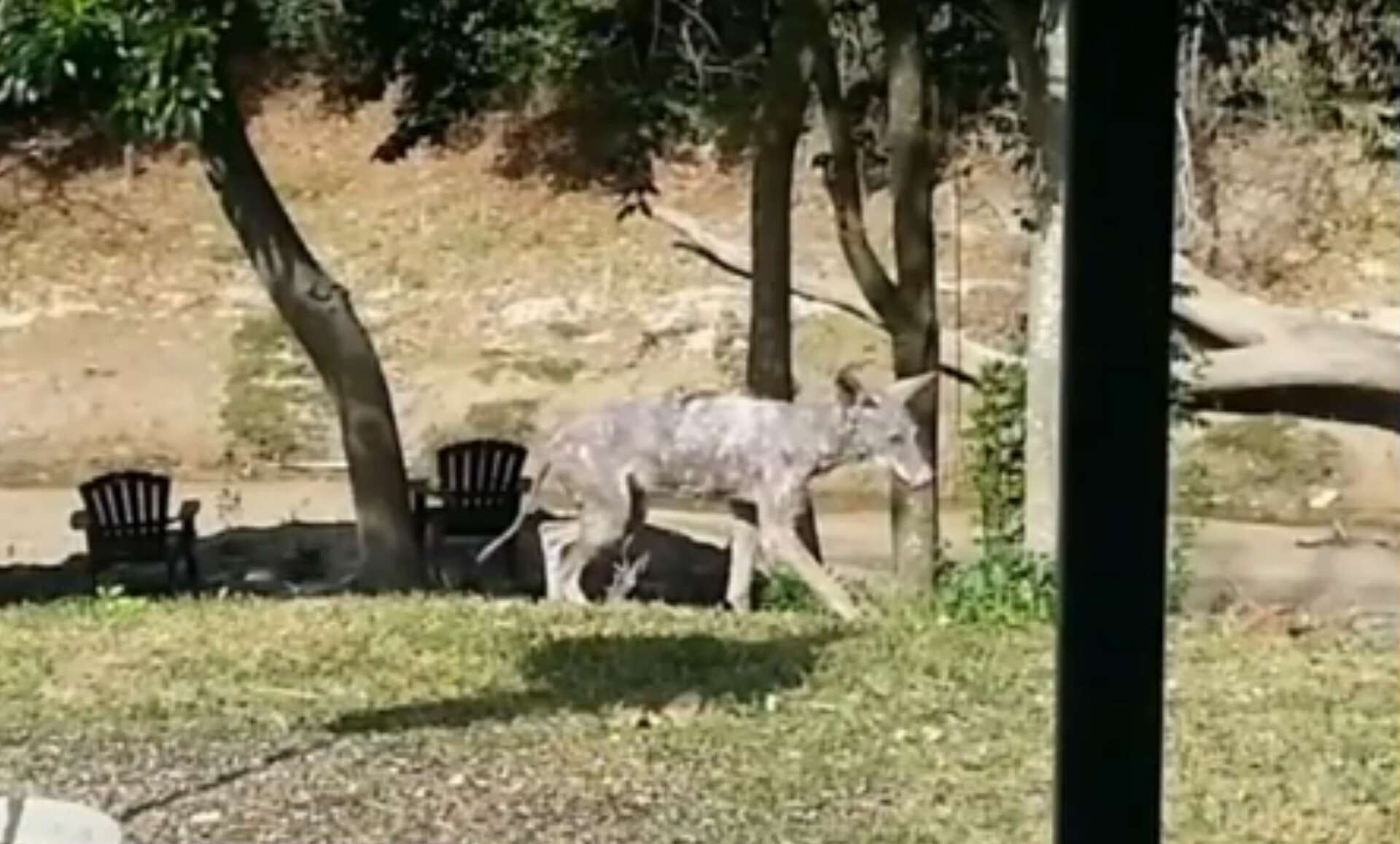 Texas woman claims she's found a chupacabra