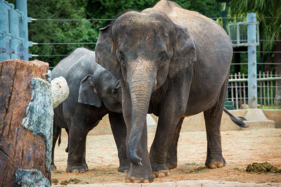 Houston Zoo welcomes 400-pound baby boy elephant - Houston Chronicle