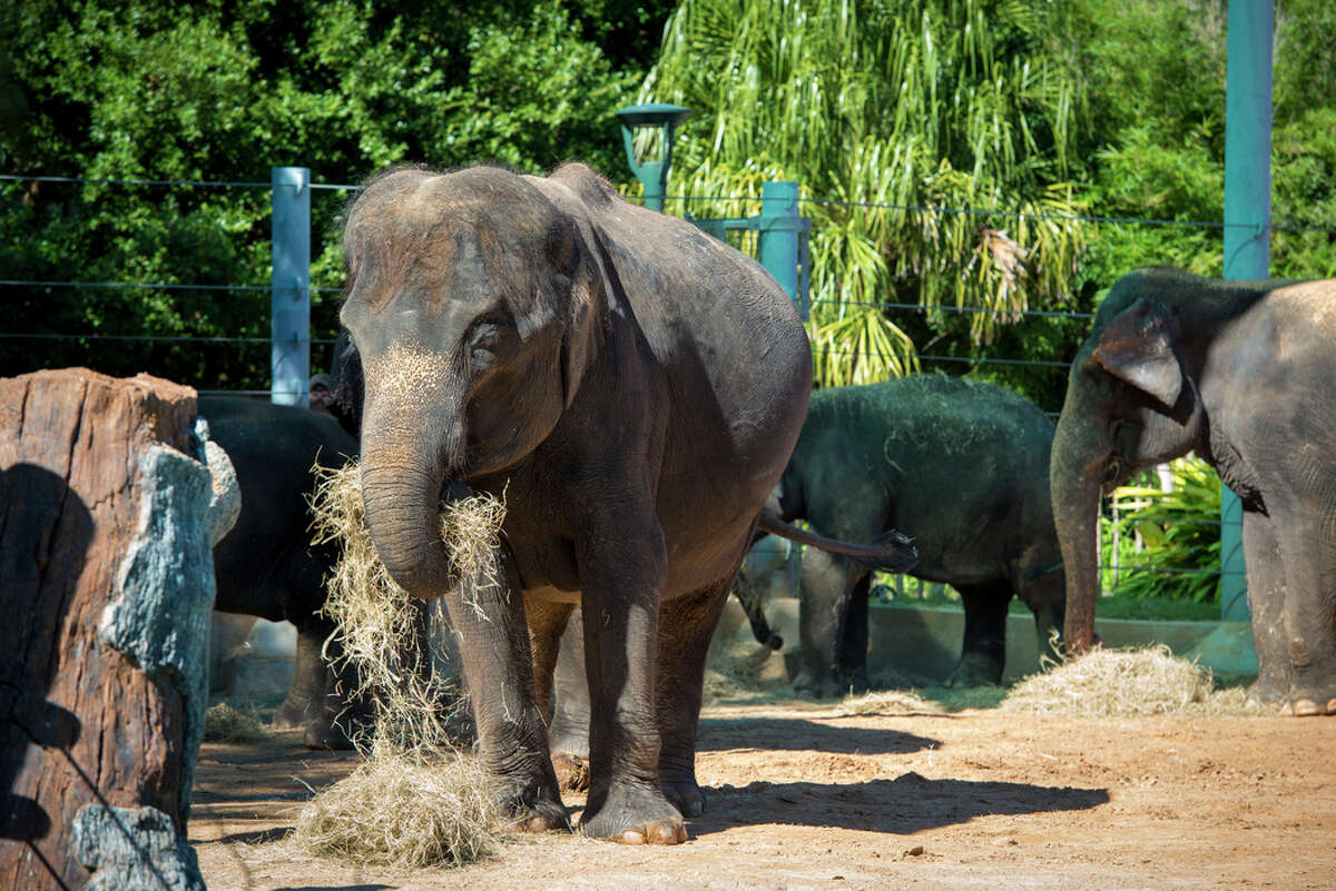 Houston Zoo welcomes 400-pound baby boy elephant